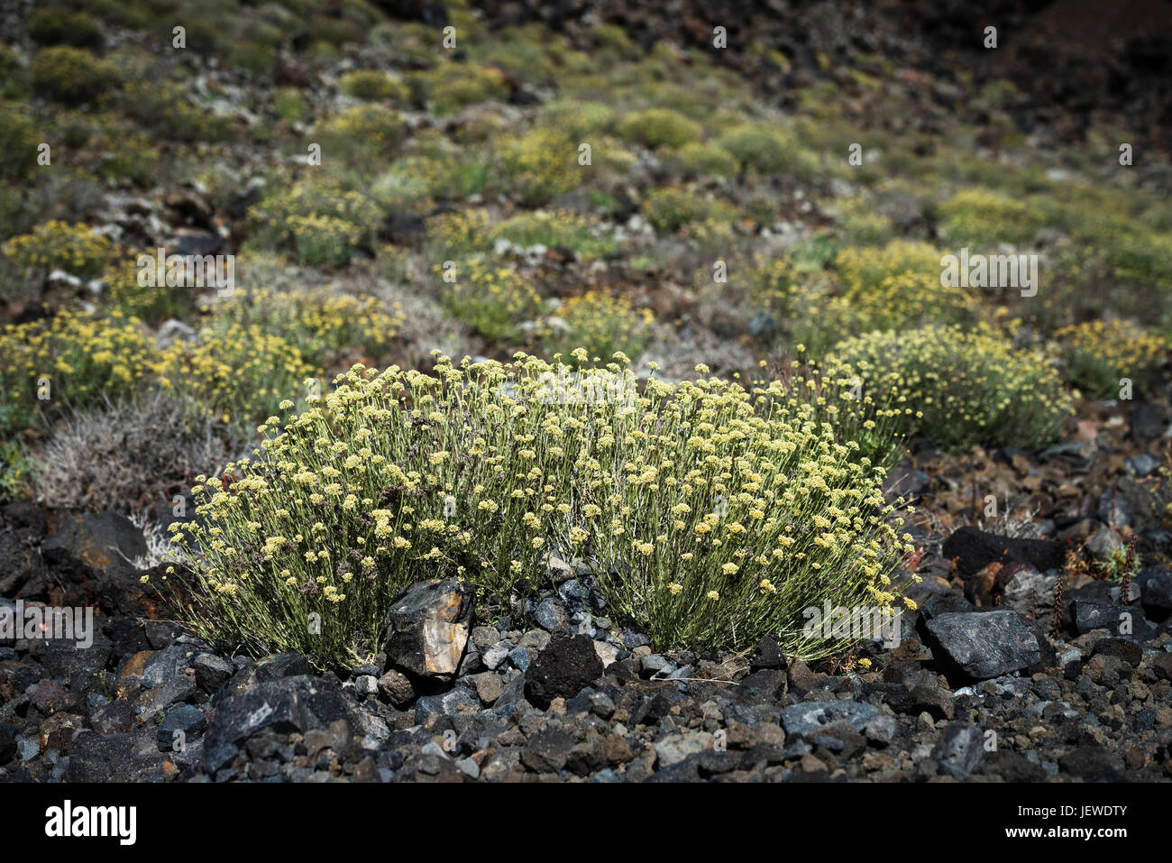 Santorini island greece yellow flowers hi-res stock photography and ...