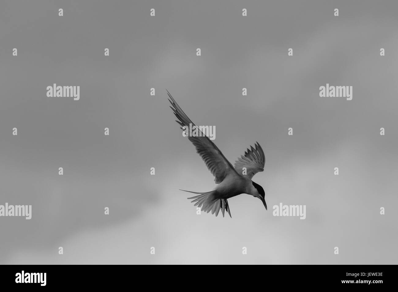 Fish in flight Black and White Stock Photos & Images - Alamy