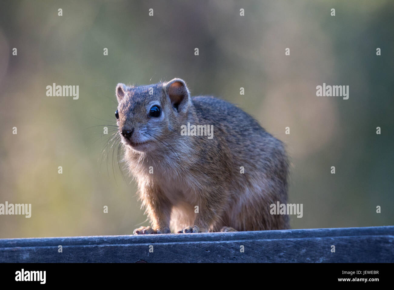 African Bush Squirrel. Tsendze Rustic Campsite, Kruger Park, South ...