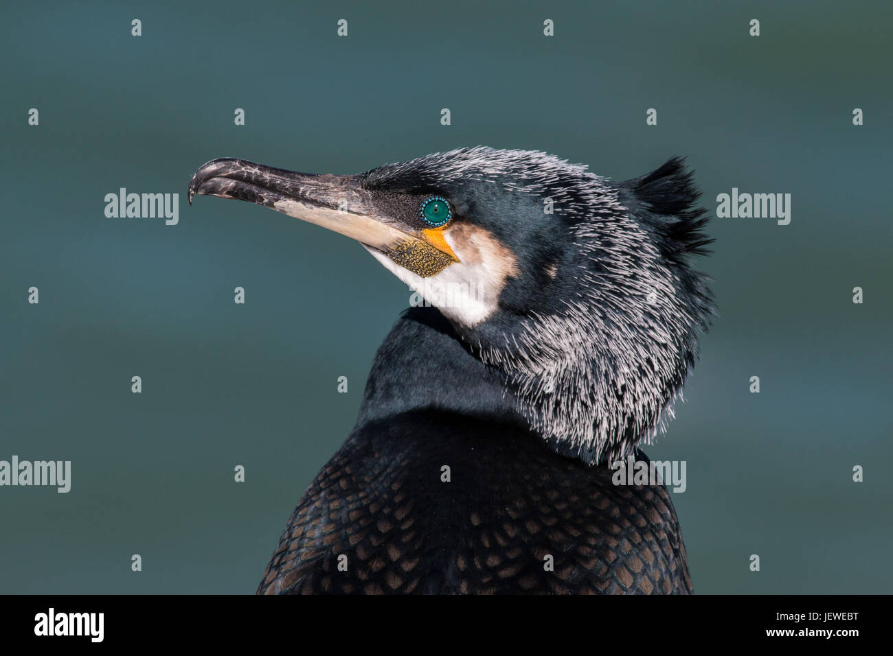 Cormorant eye hi-res stock photography and images - Alamy