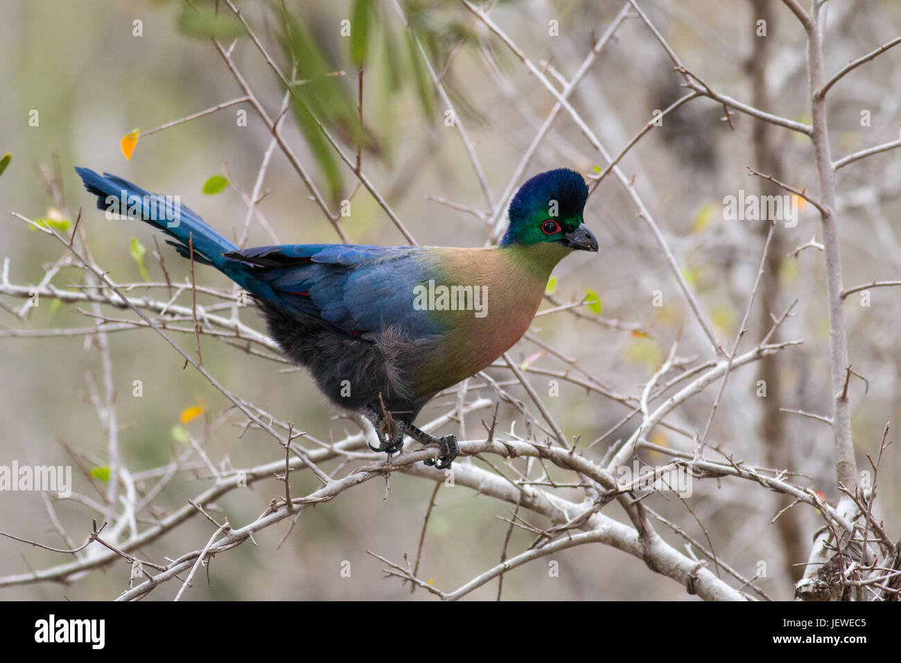 Purple crested turaco hi-res stock photography and images - Alamy