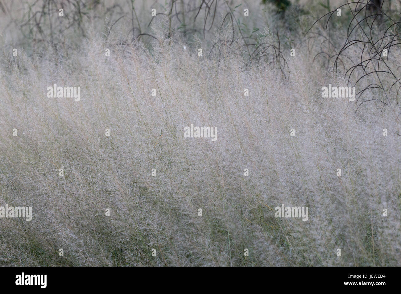 Winter grass, Kruger Park, South Africa Stock Photo - Alamy