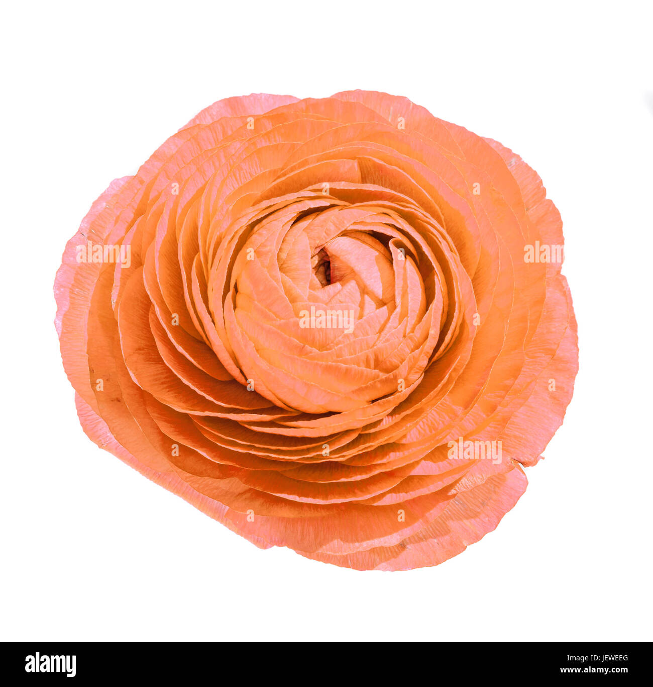 Orange Ranunculus flower, Ranunculaceae family. Genus include the ...