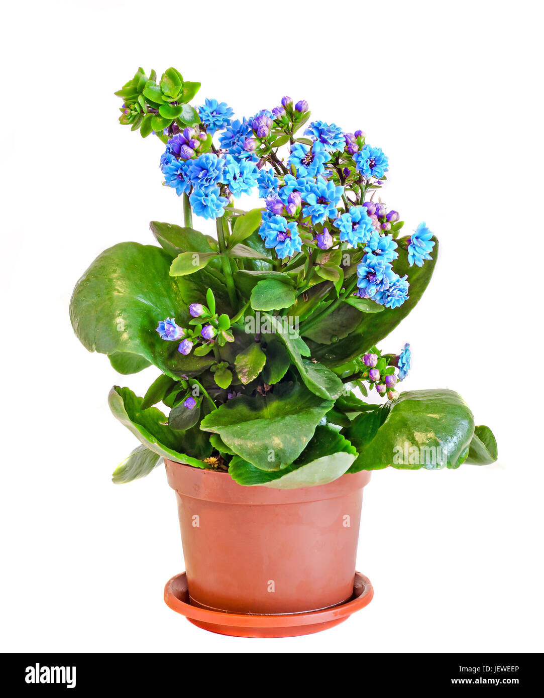 Blue Calandiva flowers, Kalanchoe, family Crassulaceae, close up, bokeh ...