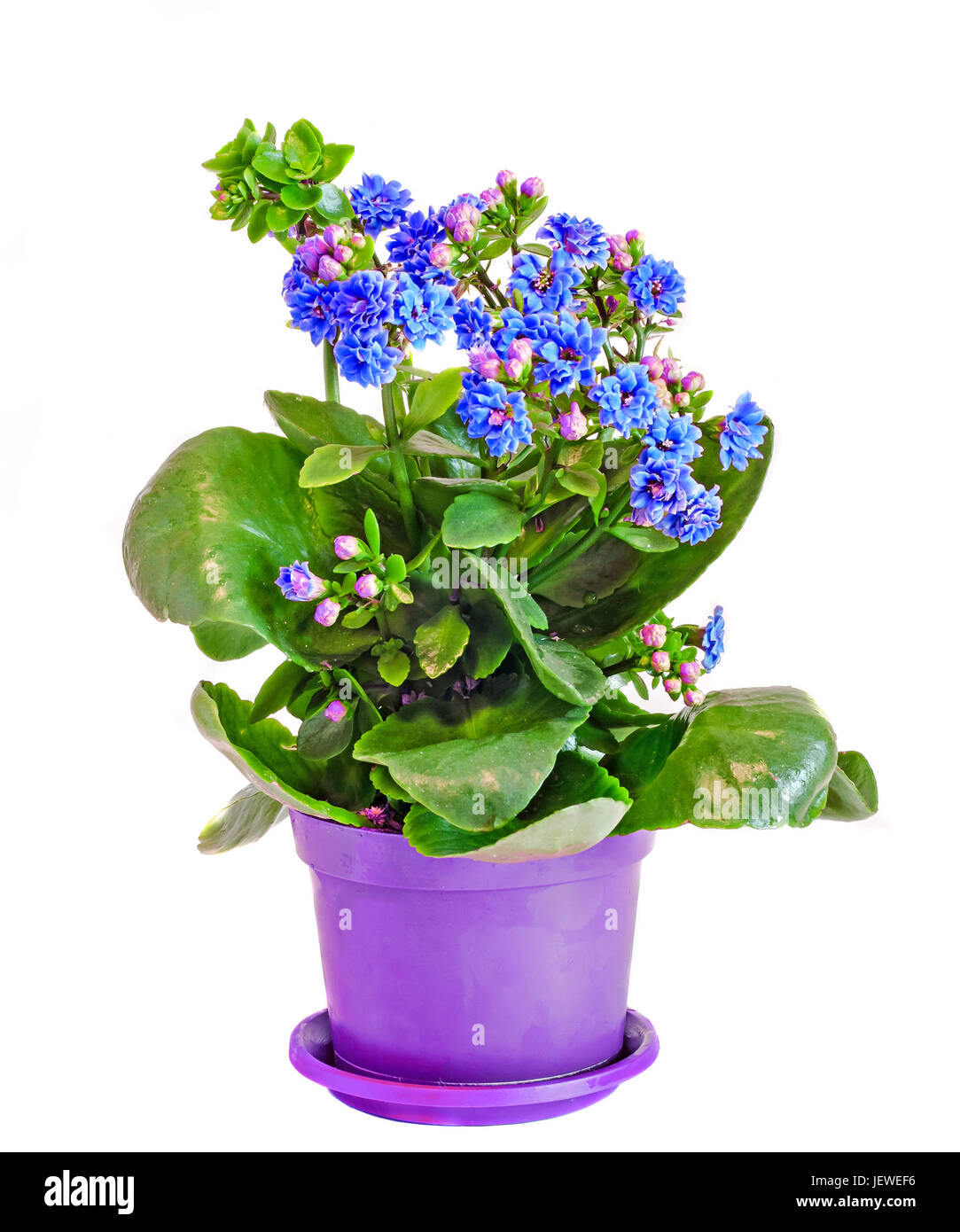 Blue Kalanchoe High Resolution Stock Photography and Images - Alamy