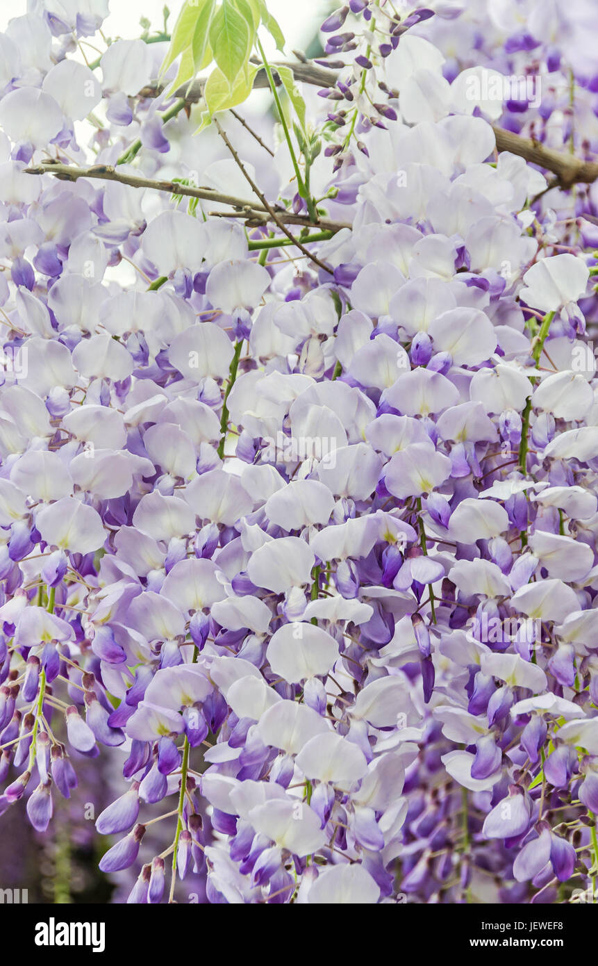 Mauve Wisteria sinensis (Chinese wisteria), Glicina tree flowers, close ...