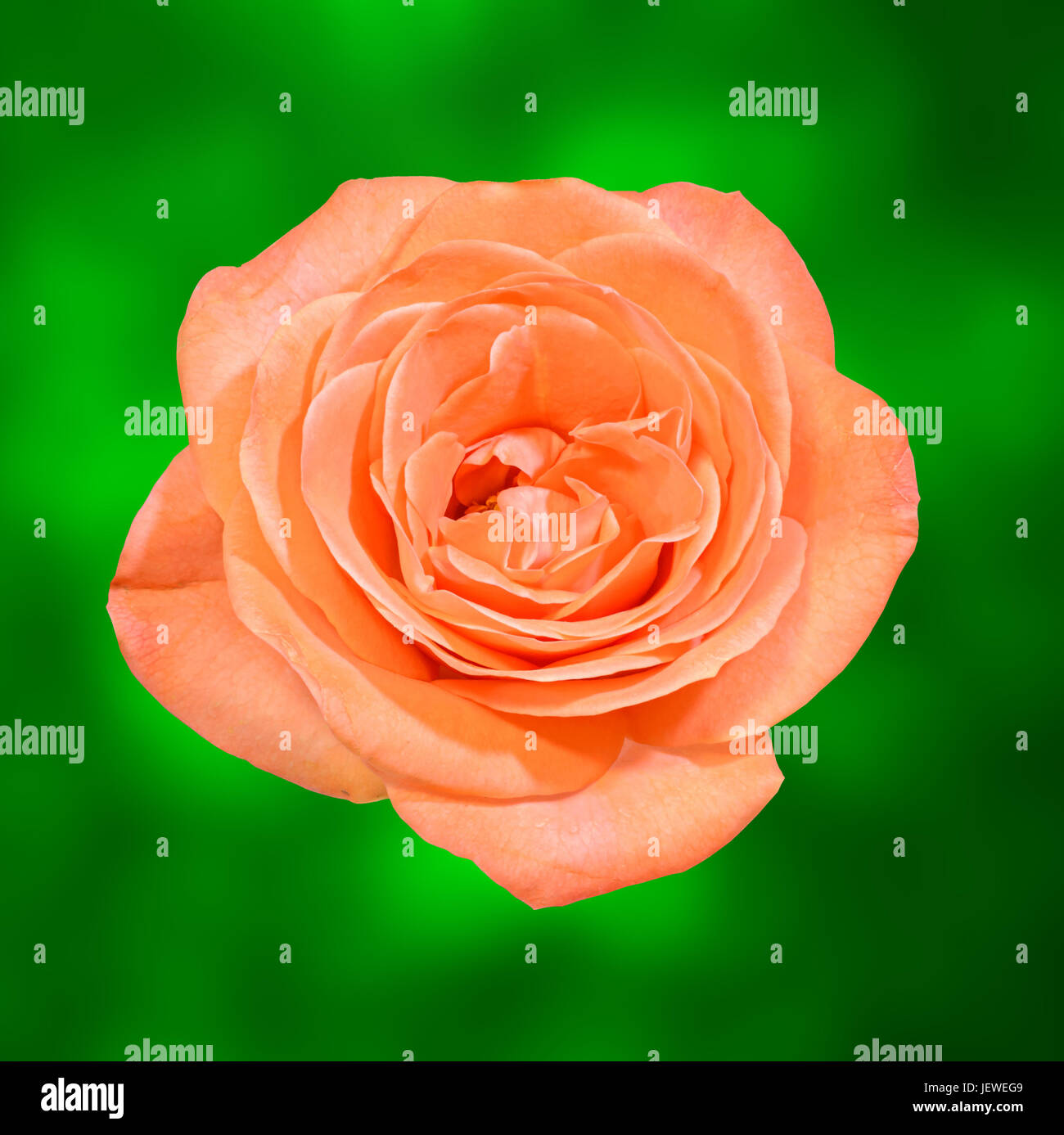 Orange rose flower, close up, isolated, background Stock Photo - Alamy