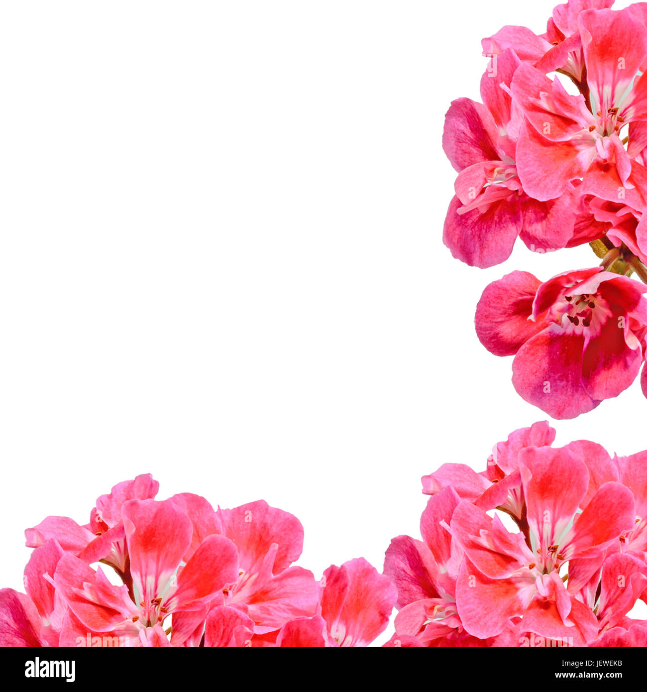 Red Pelargonium, Geraniums flowers, close up, frame background Stock ...