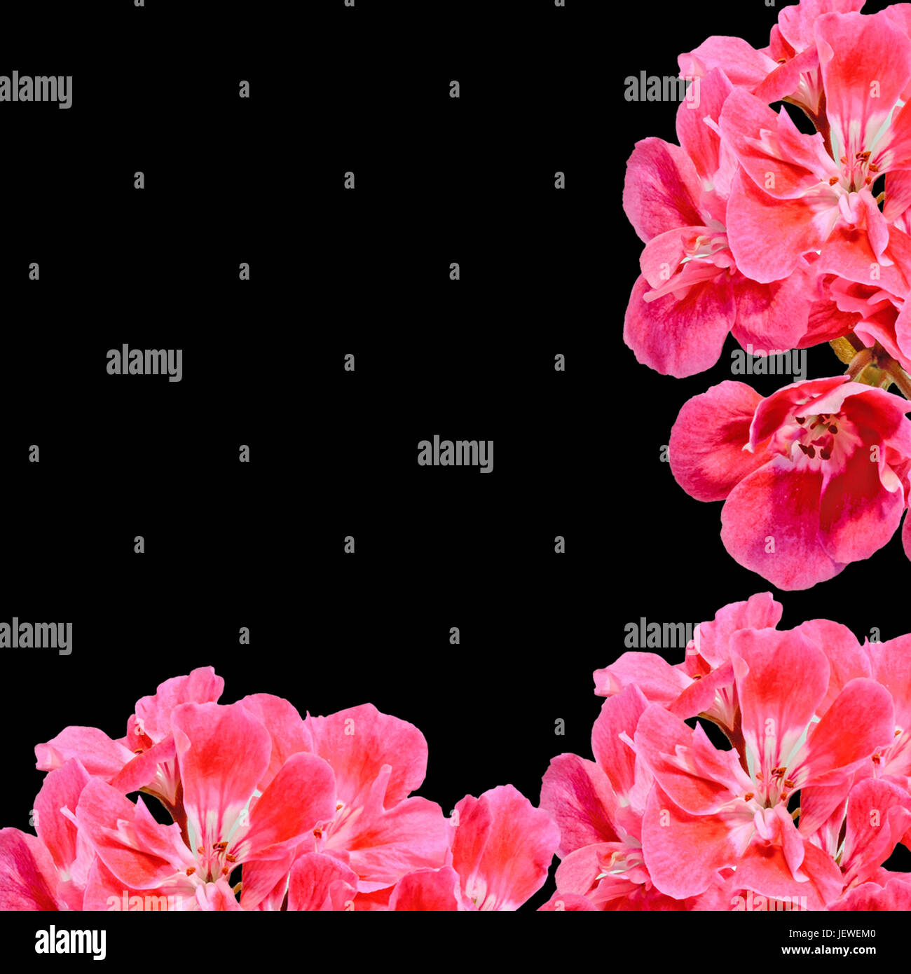 Red Pelargonium, Geraniums flowers, close up, frame background Stock ...
