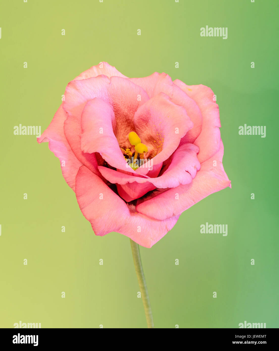 Pink Eustoma, Lisianthus flower, family Gentianaceae, isolated, green ...
