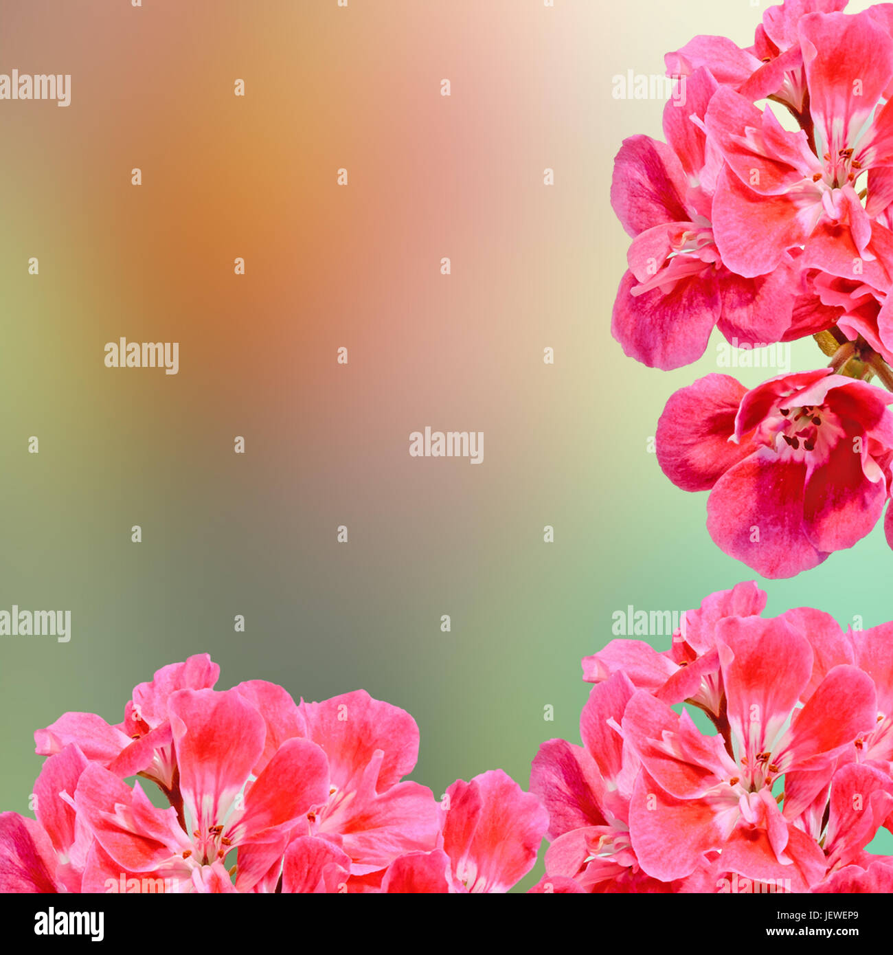 Red Pelargonium, Geraniums flowers, close up, frame background Stock ...