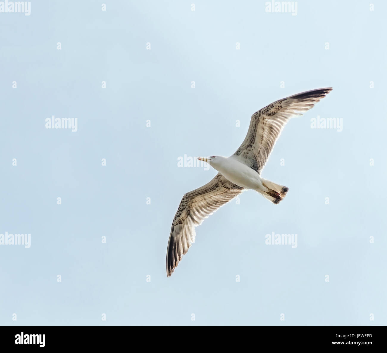 Colored seagull in the blue sky, open eye, close up Stock Photo - Alamy