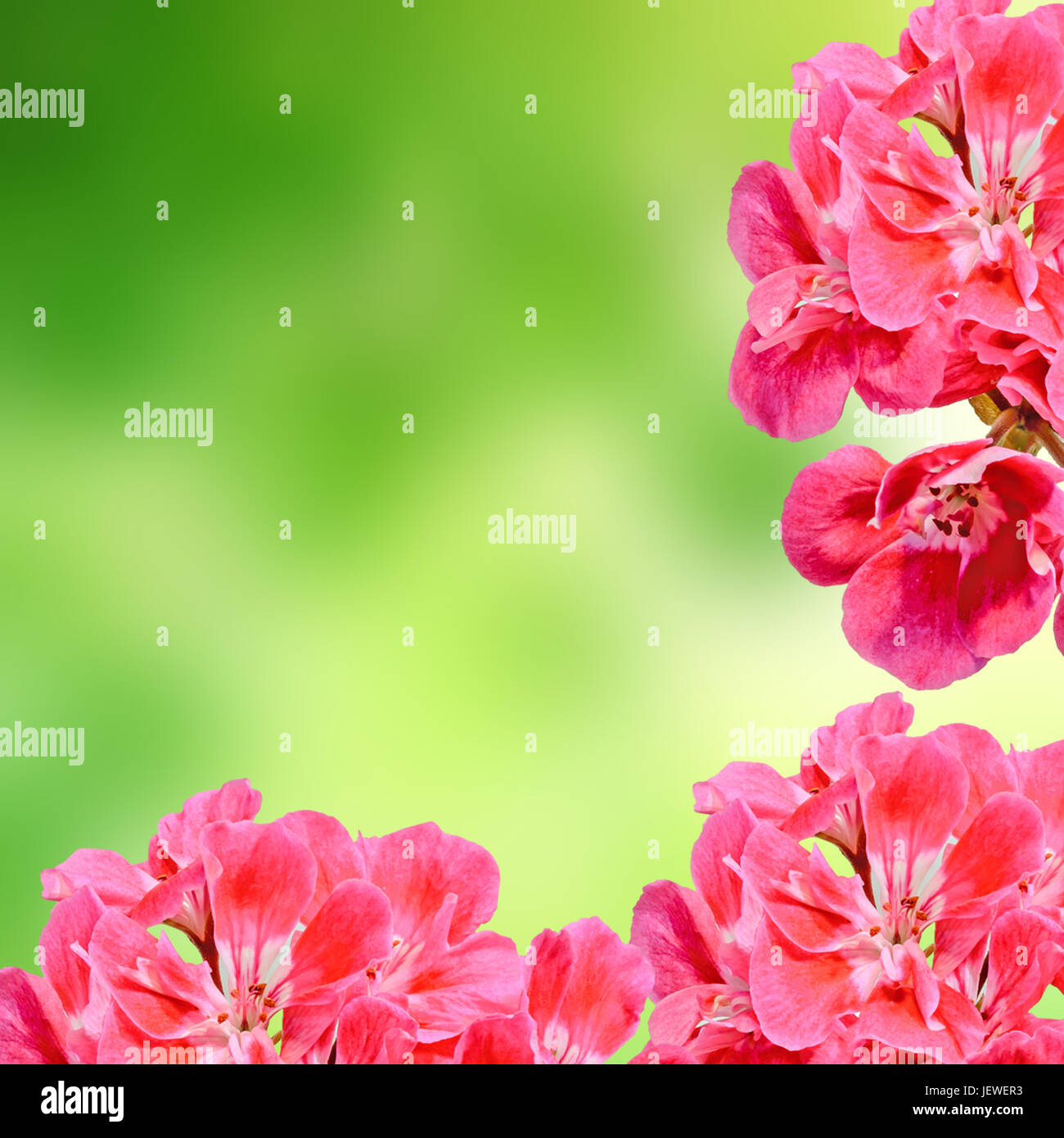 Red Pelargonium, Geraniums flowers, close up, frame background Stock ...