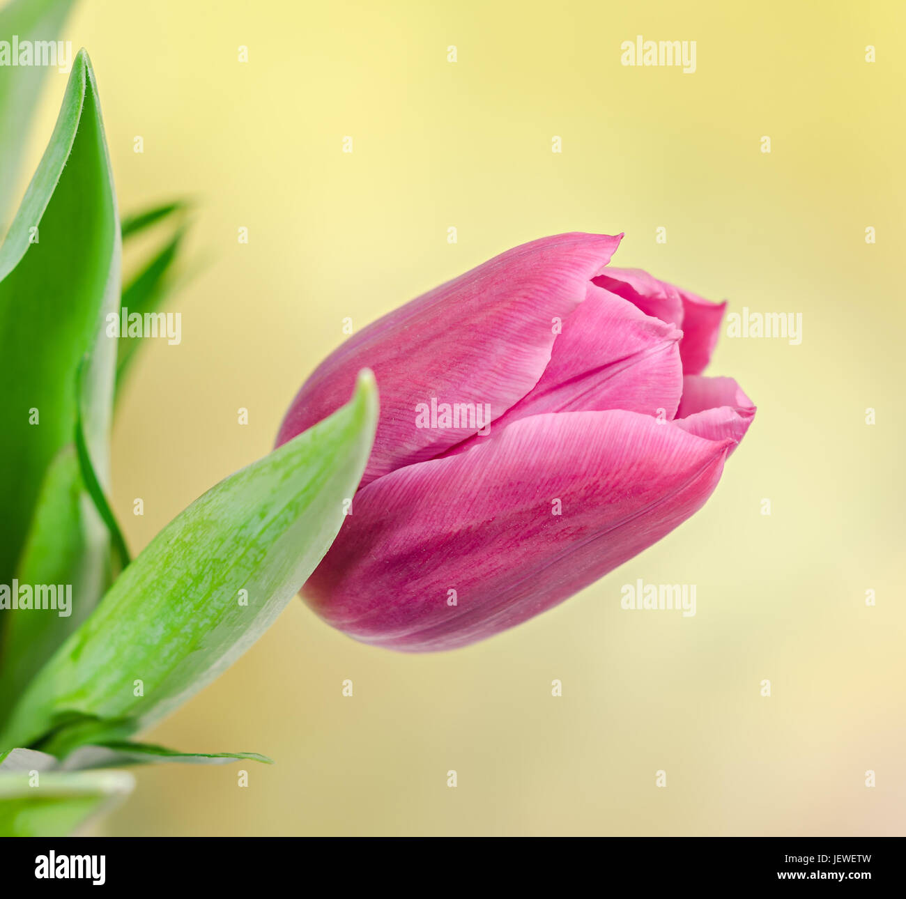 Violet tulip flower, close up, isolated, gradient background Stock ...