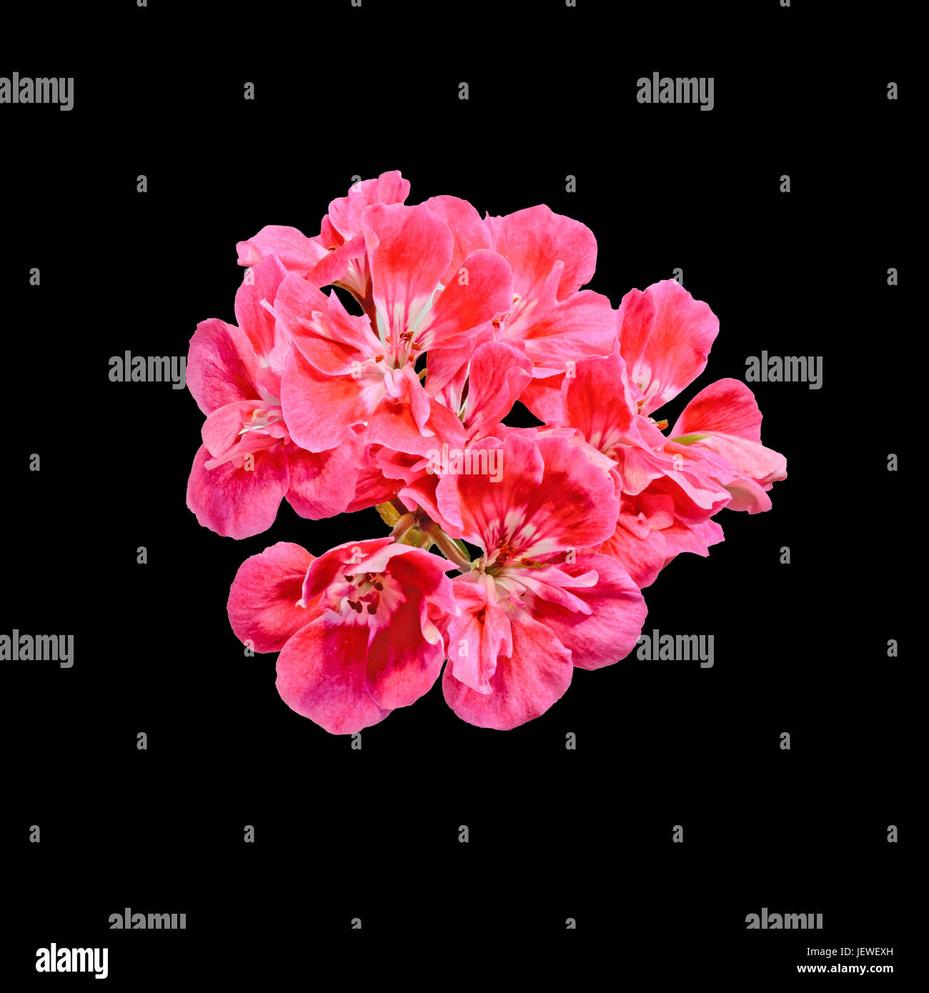 Red Pelargonium, Geraniums flowers, close up, black background Stock ...