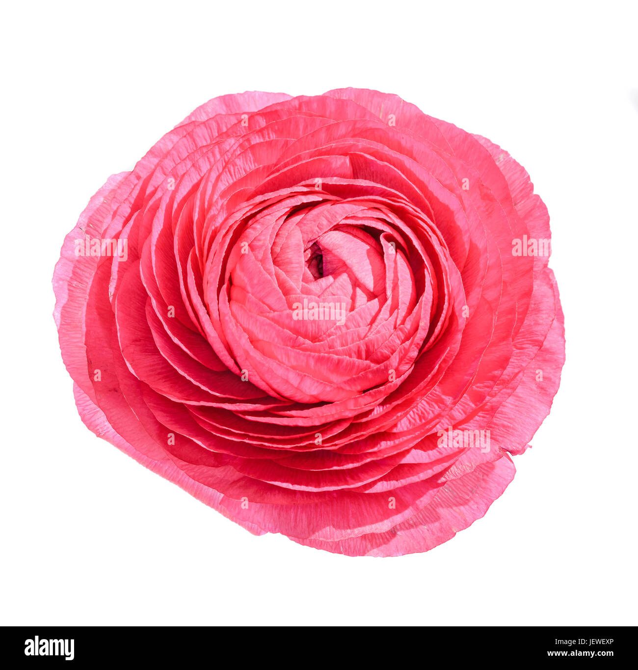 Red Ranunculus flower, Ranunculaceae family. Genus include the ...