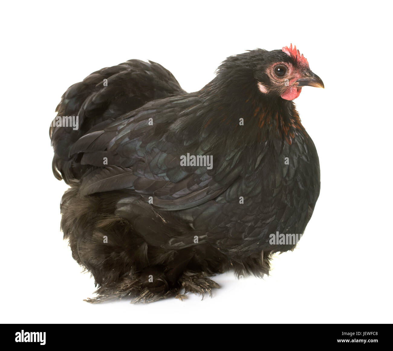 pekin chicken in front of white background Stock Photo - Alamy