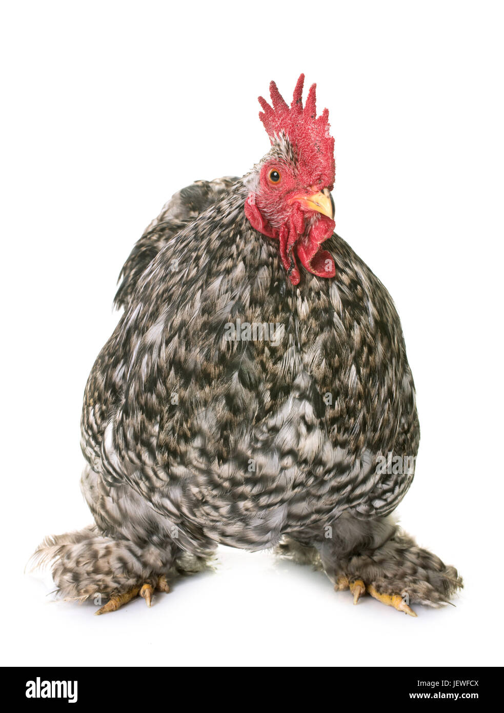 pekin rooster in front of white background Stock Photo - Alamy