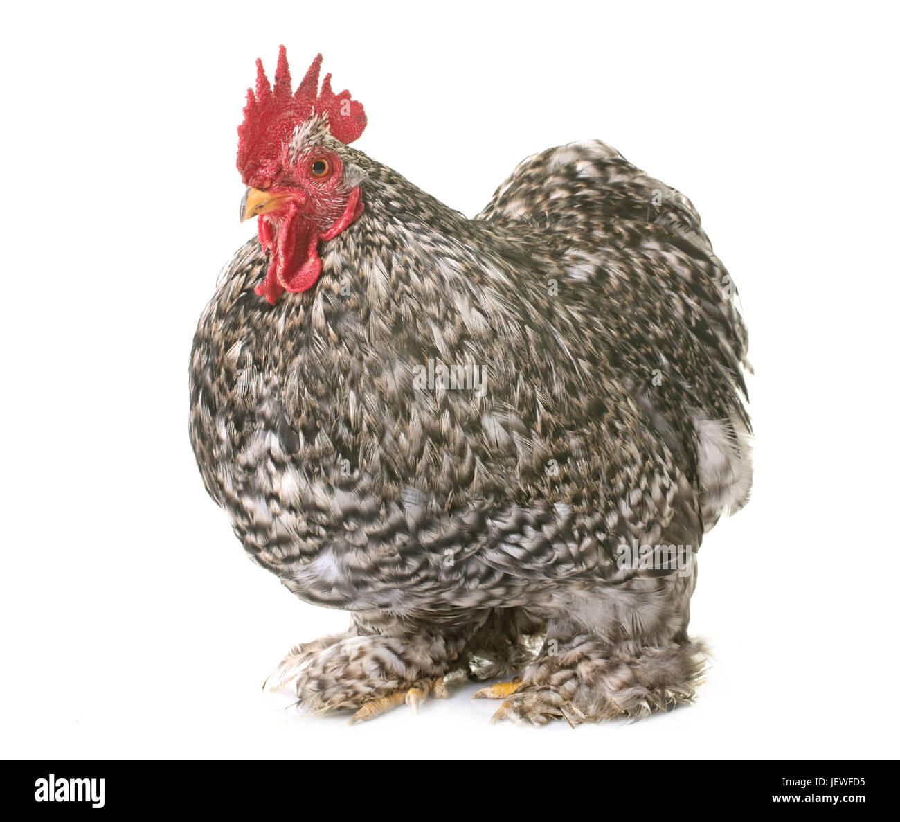 pekin rooster in front of white background Stock Photo - Alamy