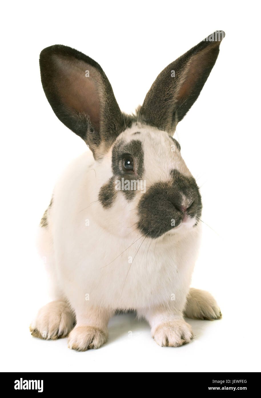 Checkered Giant rabbit in front of white background Stock Photo - Alamy