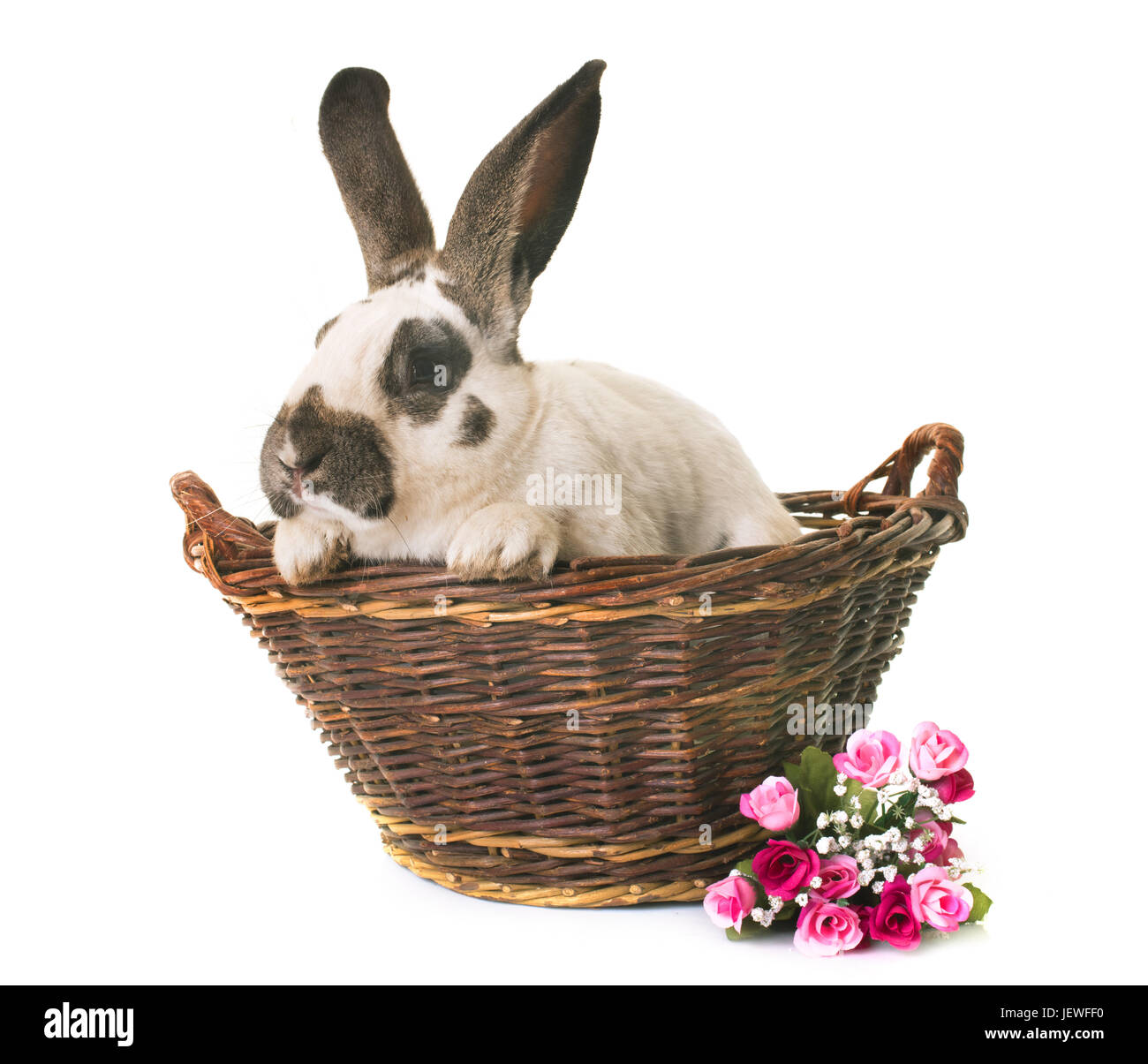 Checkered Giant rabbit in front of white background Stock Photo - Alamy