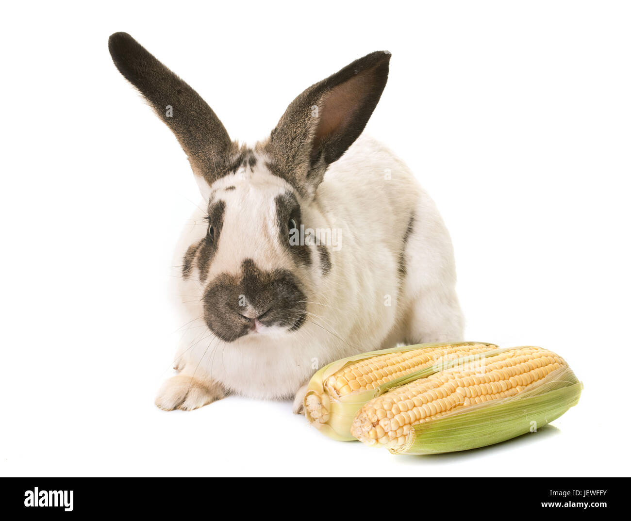 Checkered Giant rabbit in front of white background Stock Photo - Alamy