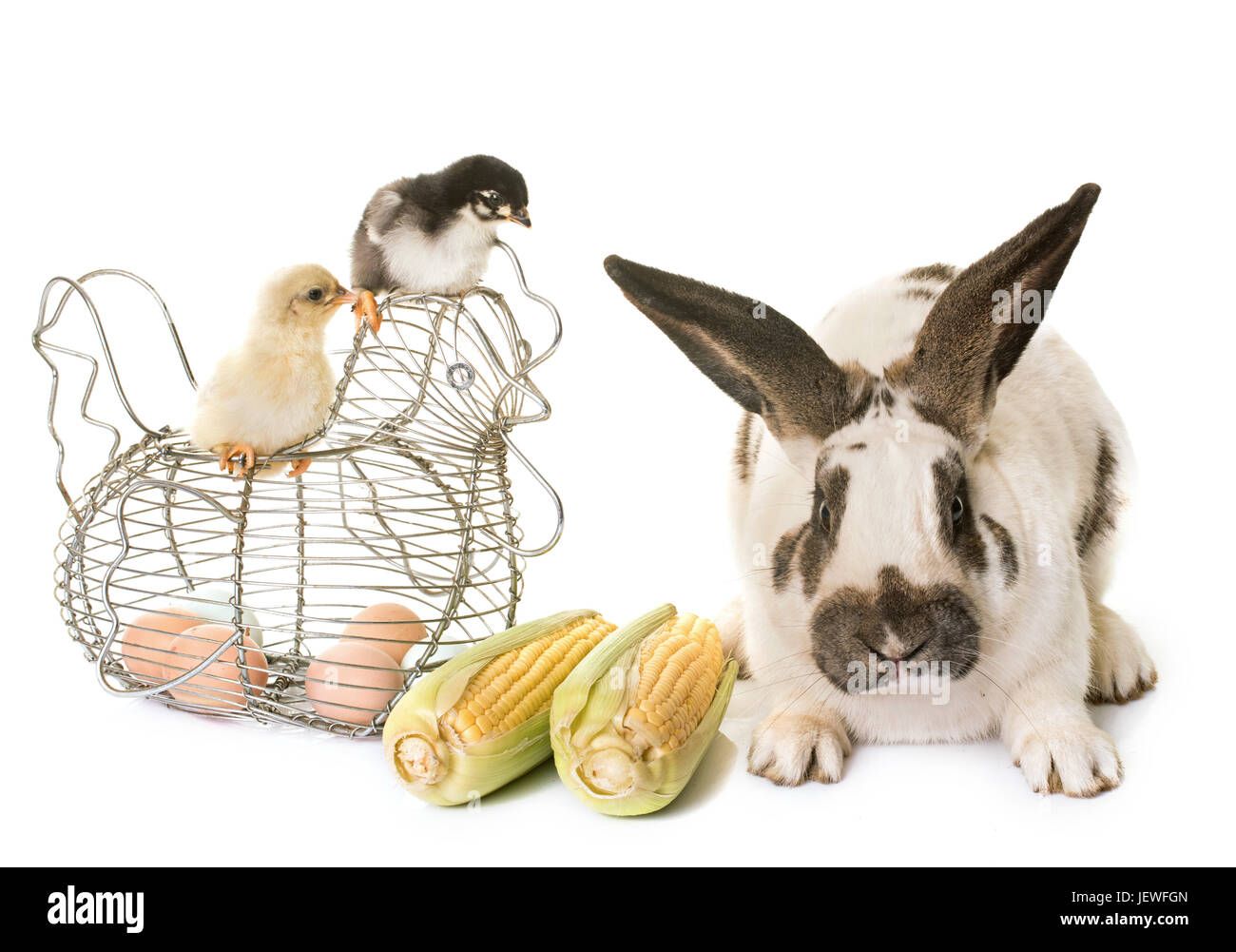 Checkered Giant Rabbit High Resolution Stock Photography and Images - Alamy