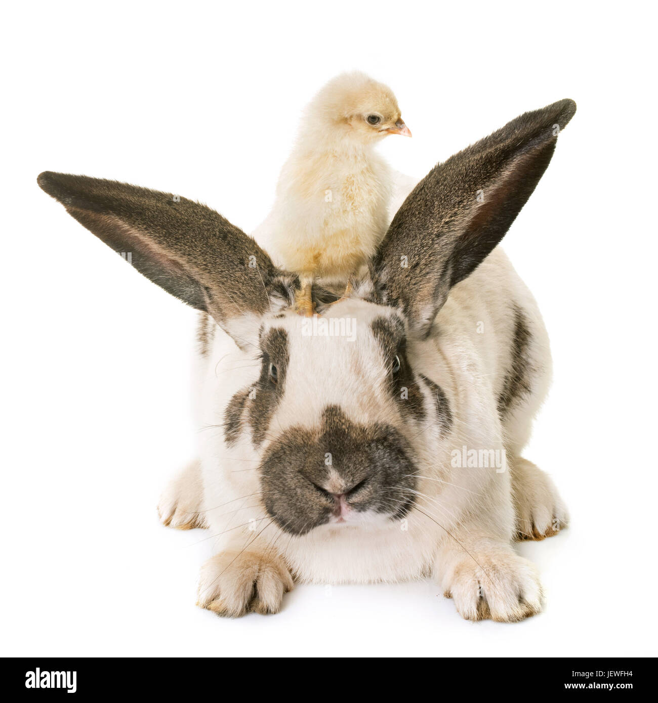 Checkered Giant rabbit and chicks in front of white background Stock ...