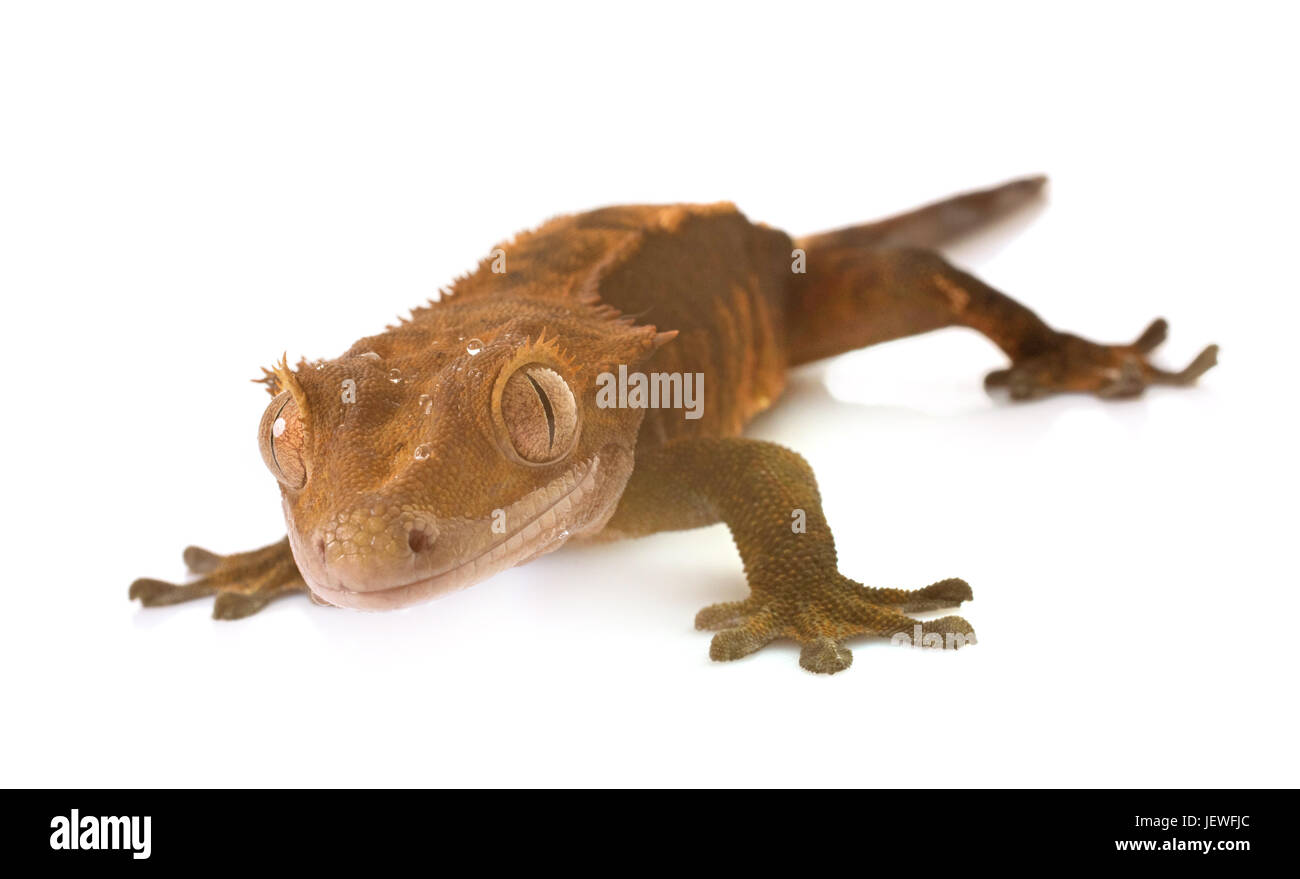 Crested gecko in front of white background Stock Photo - Alamy