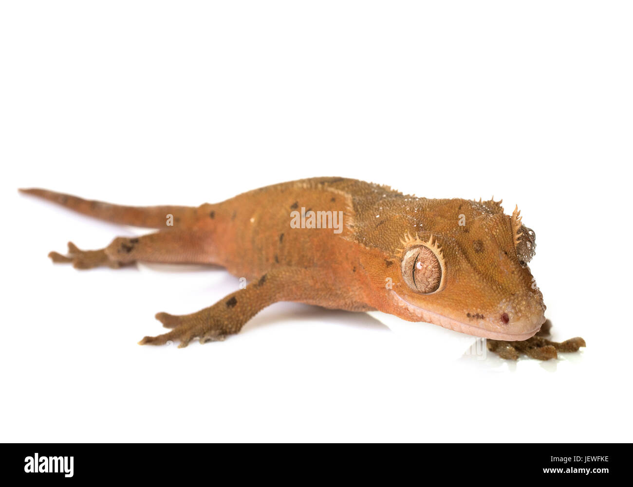 Crested gecko in front of white background Stock Photo - Alamy