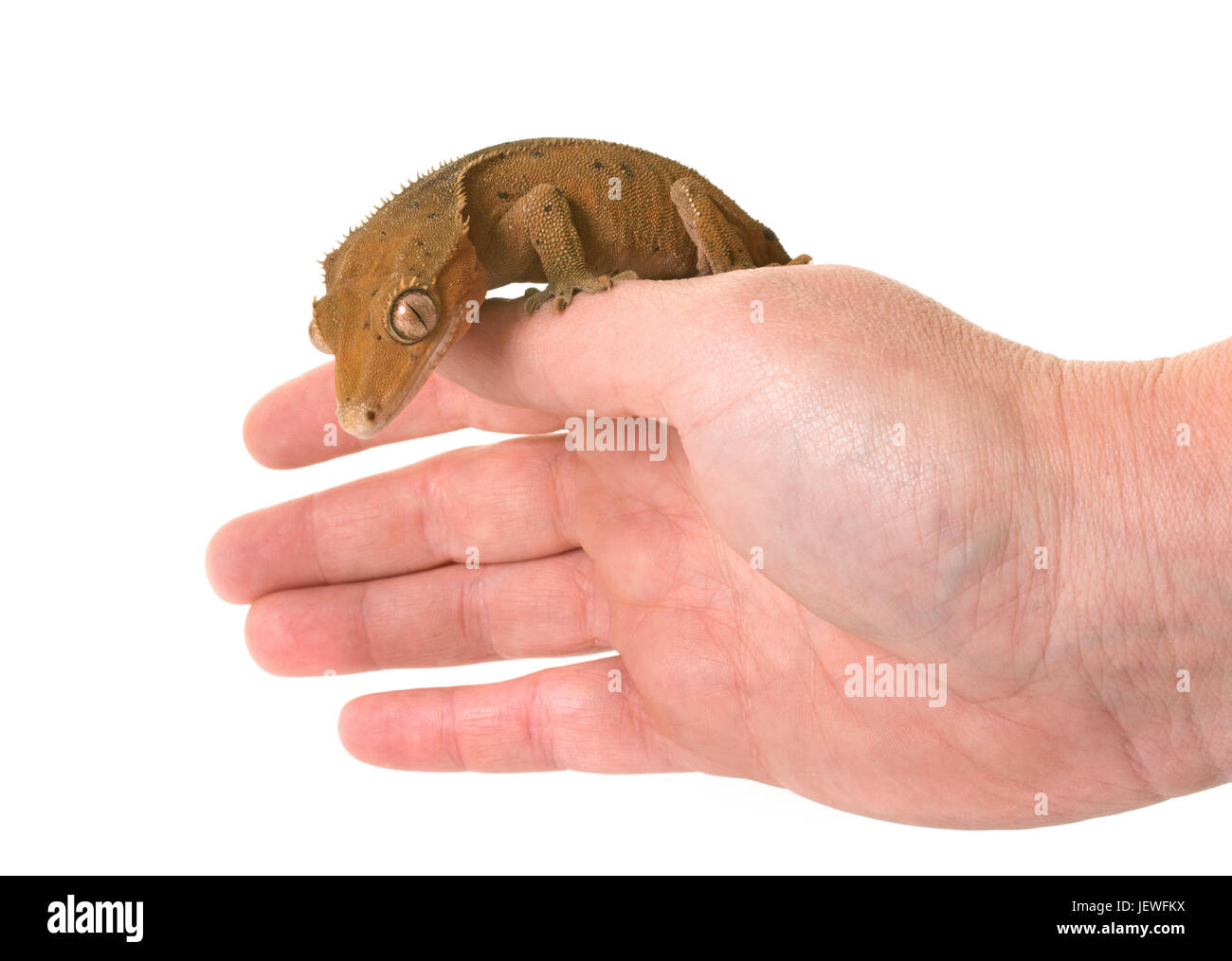 Gecko in hand hi-res stock photography and images - Alamy