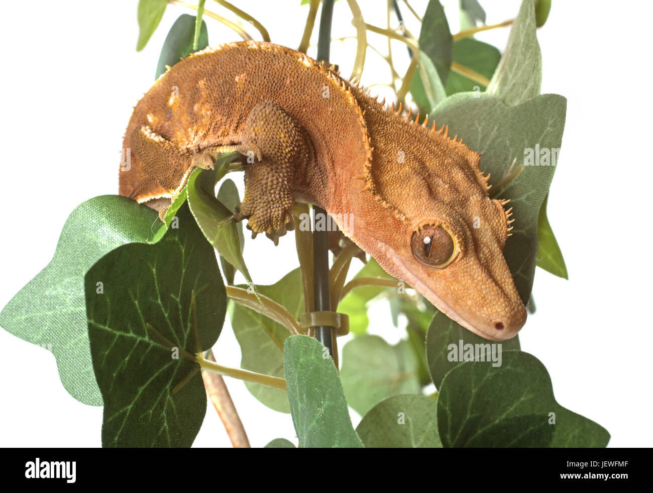 Crested gecko in front of white background Stock Photo - Alamy