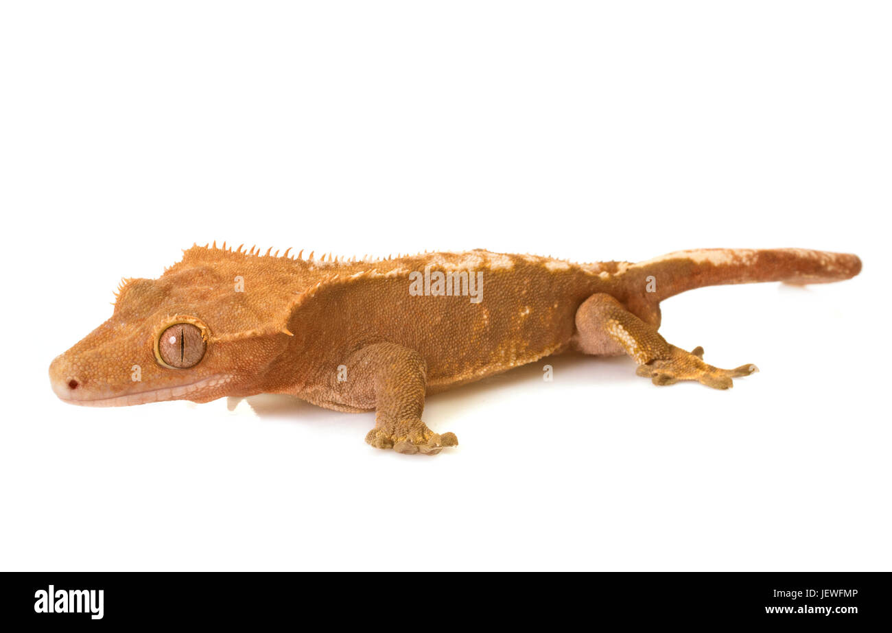 Crested gecko in front of white background Stock Photo - Alamy