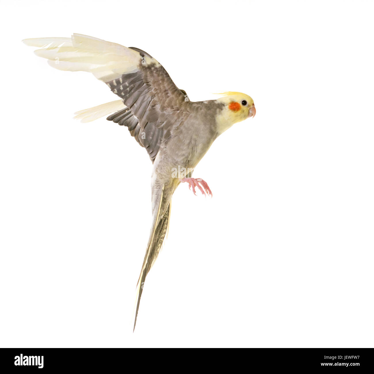 Cockatiel Flying