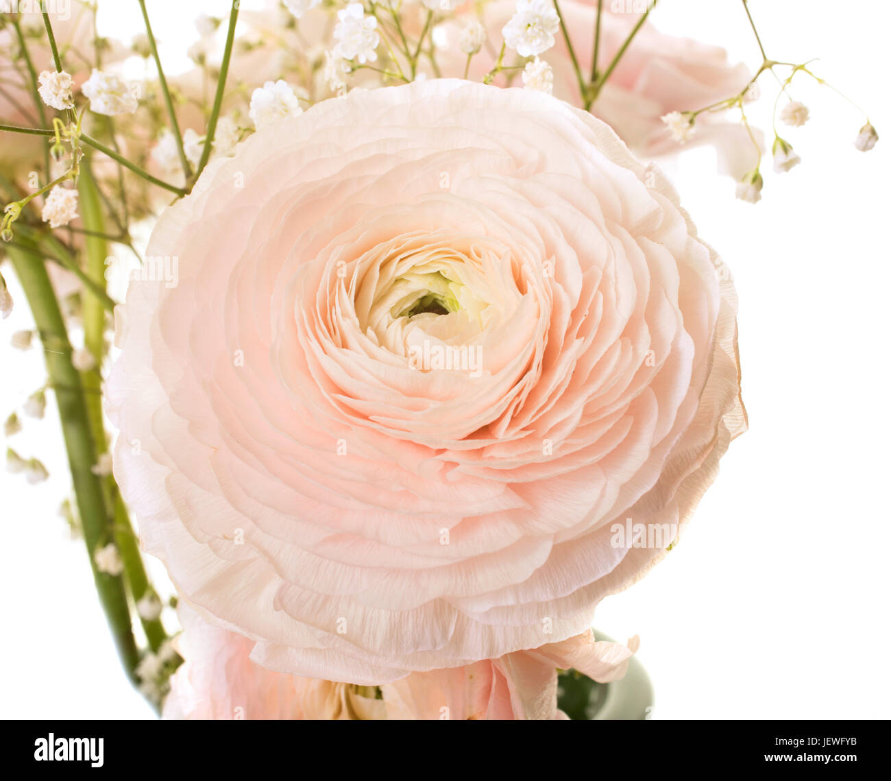 Ranunculus asiaticus background hi-res stock photography and images - Alamy