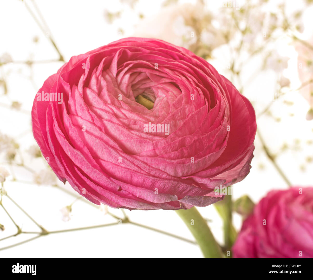 pink Ranunculus asiaticus Stock Photo - Alamy