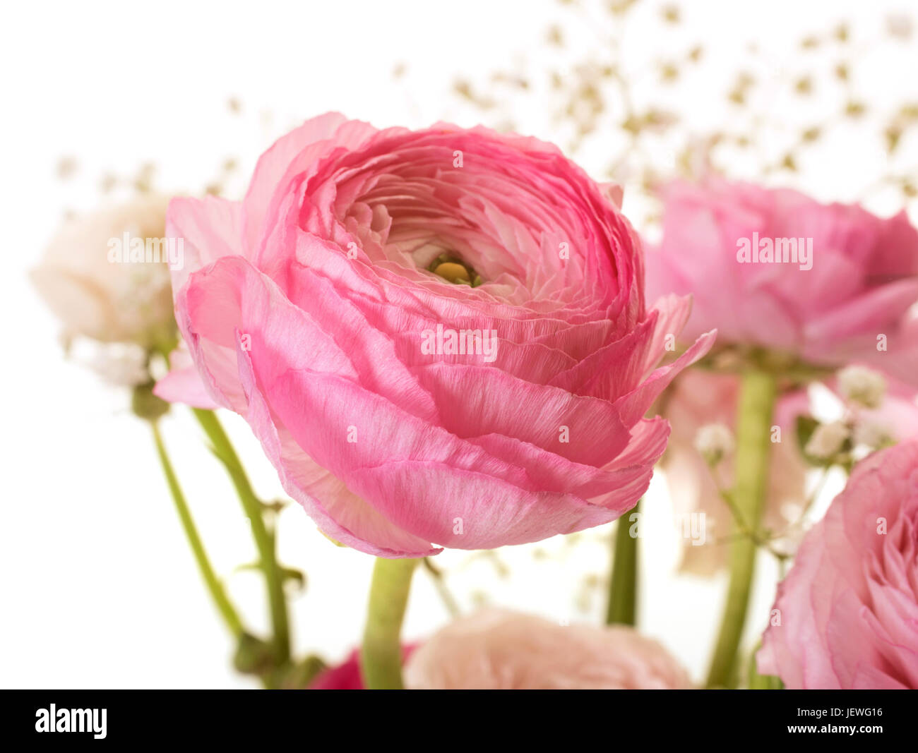 pink Ranunculus asiaticus Stock Photo - Alamy