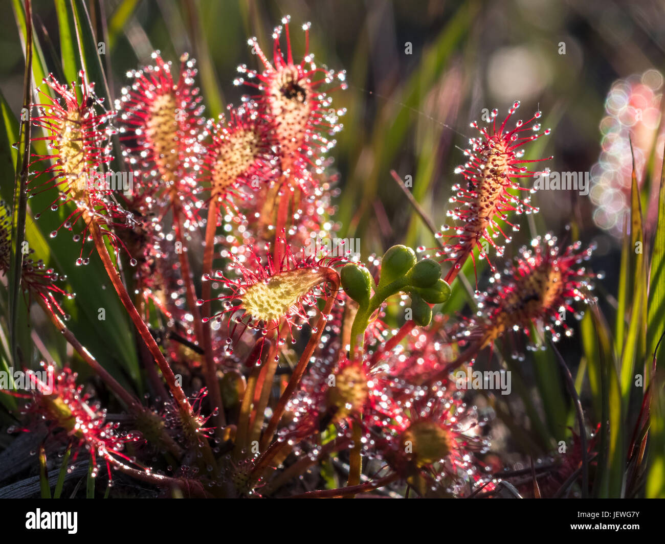 Spoonleaf hi-res stock photography and images - Alamy