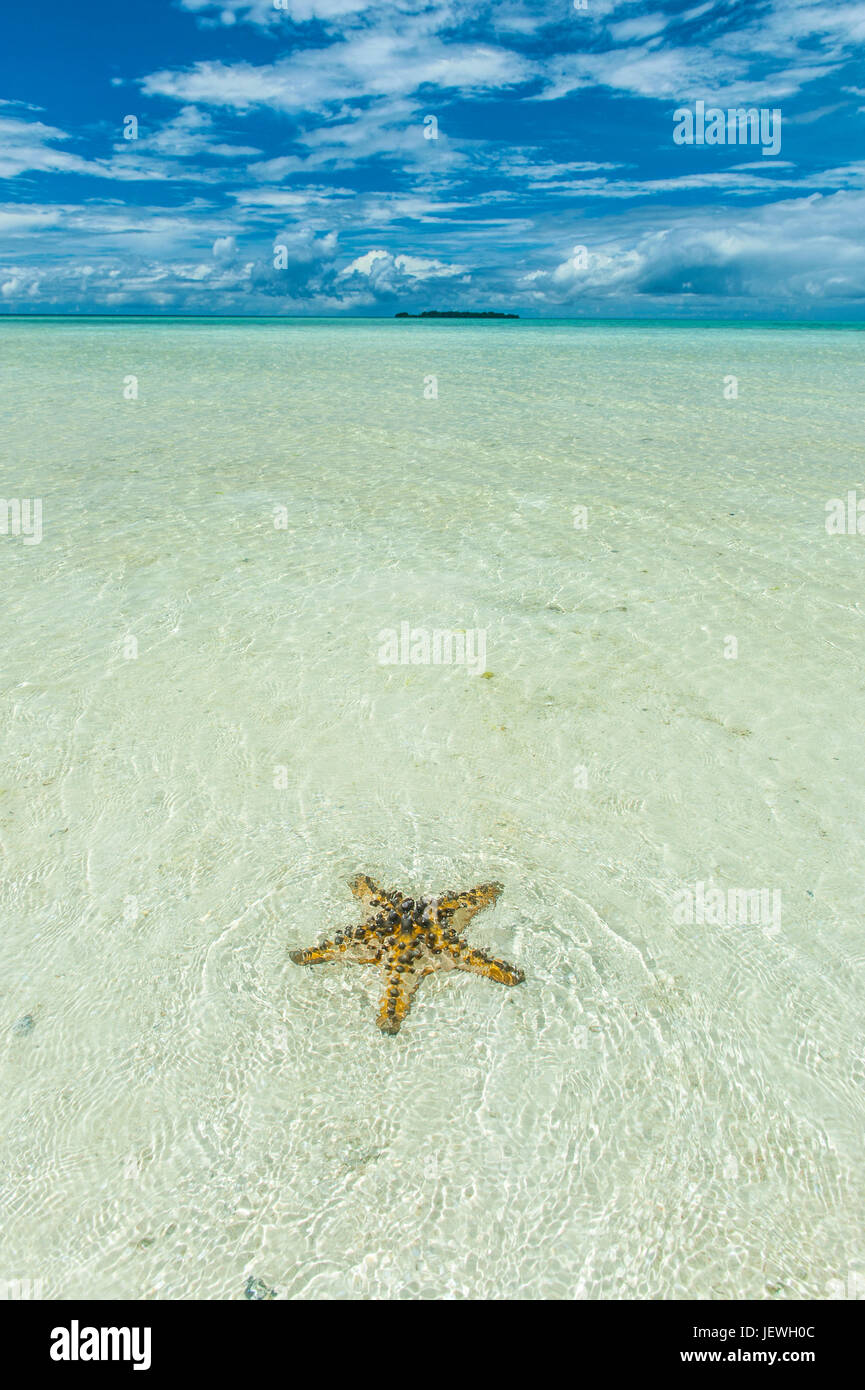 Sea star in the sand on the Rock islands, Palau, Central Pacific Stock Photo - Alamy