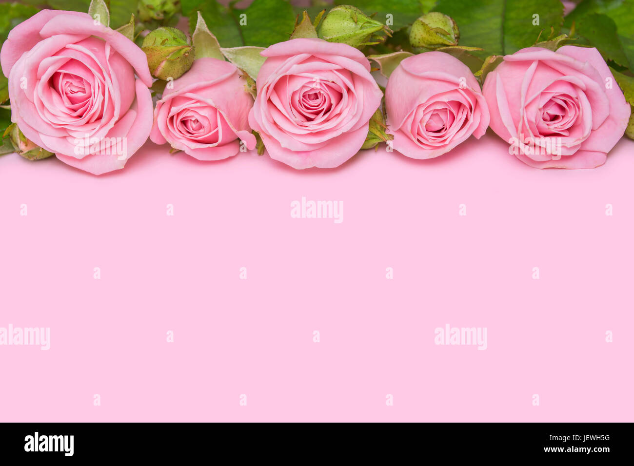 Border of pink roses on a pink background Stock Photo - Alamy