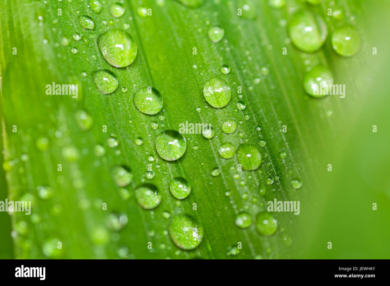 Leaf with water drops. Fresh leaf of lily of the valley with dew. Drops ...