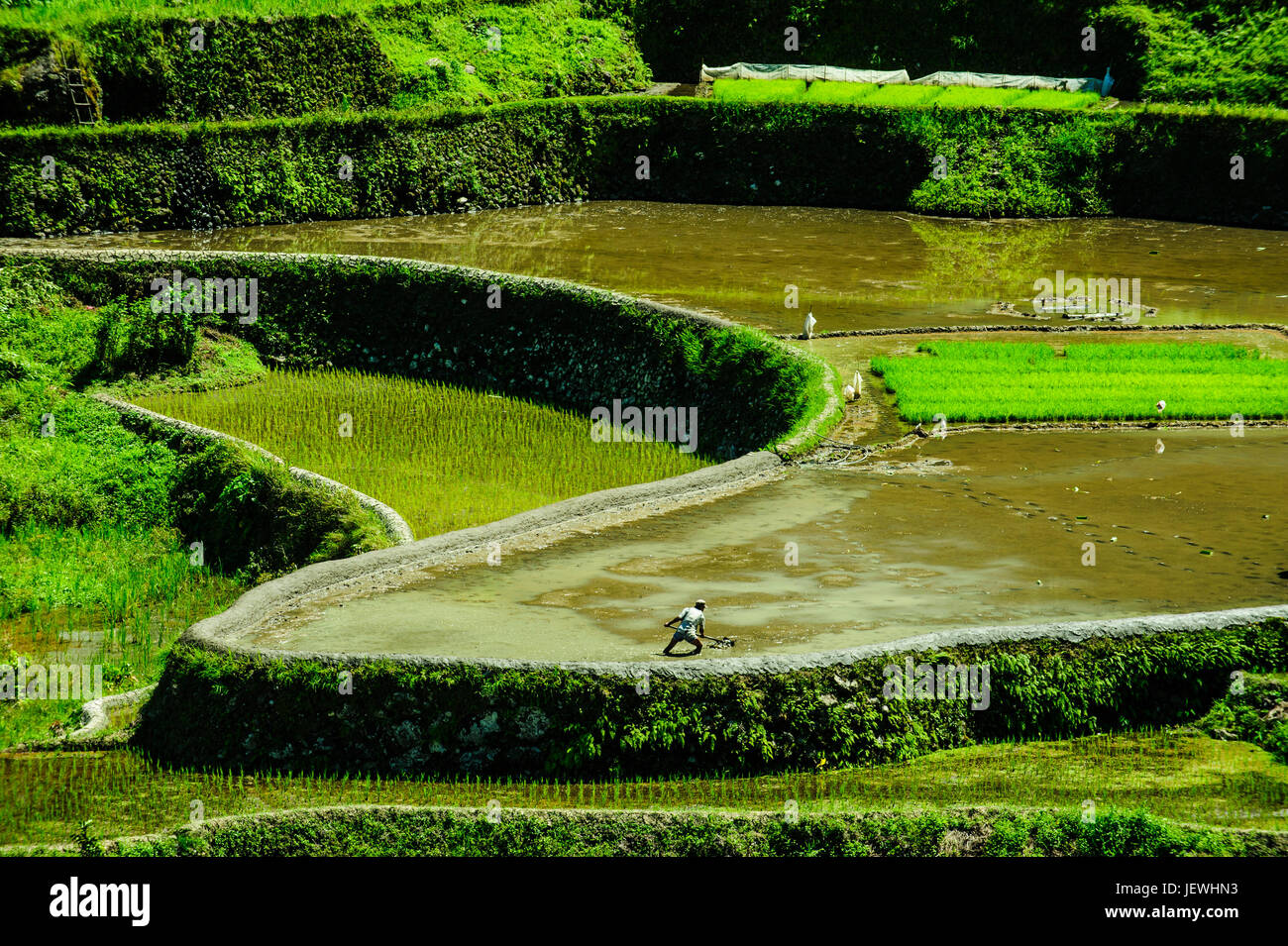 Unesco world heritage sight the rice terraces of Banaue, Northern Luzon ...
