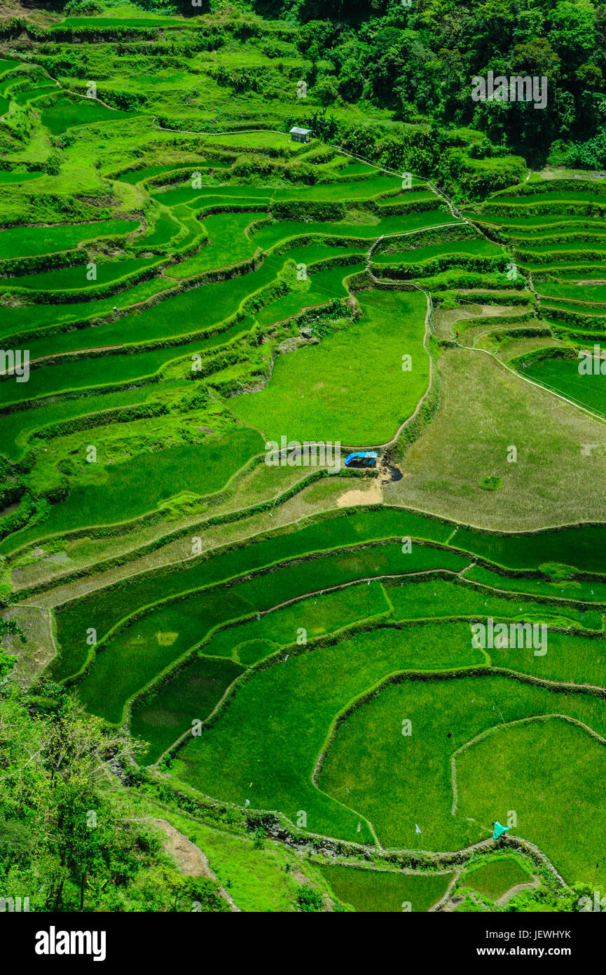 Bangaan in the rice terraces of Banaue, Northern Luzon, Philippines ...