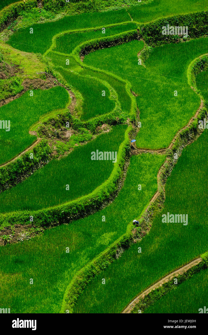 Bangaan in the rice terraces of Banaue, Northern Luzon, Philippines ...