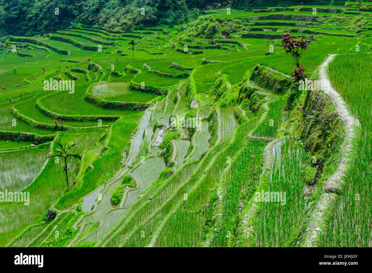 Hapao rice terraces part of the world heritage sight Banaue, Luzon ...