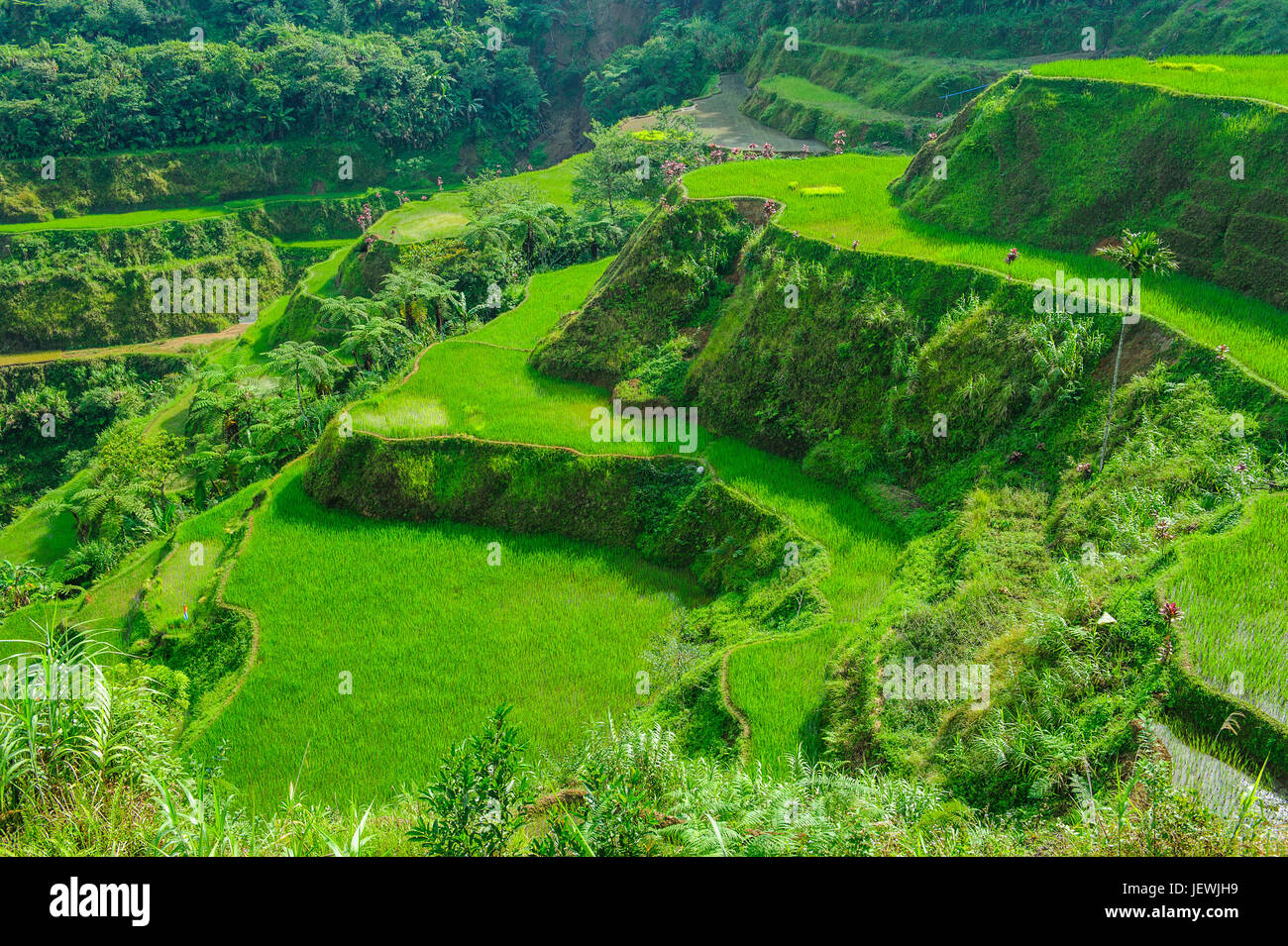 Hapao rice terraces part of the world heritage sight Banaue, Luzon ...
