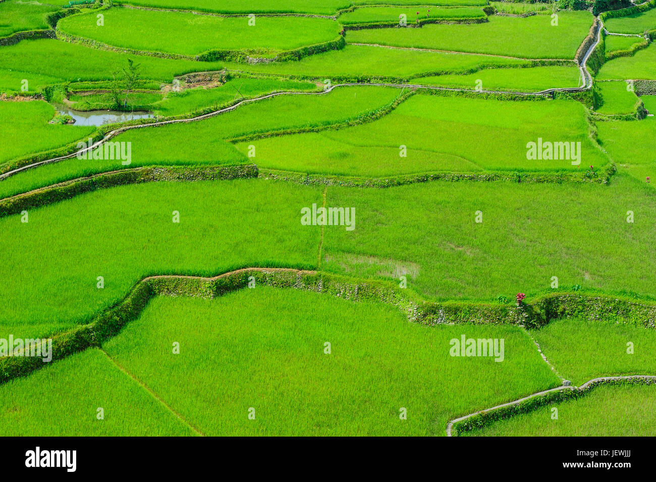 Hapao rice terraces part of the world heritage sight Banaue, Luzon ...