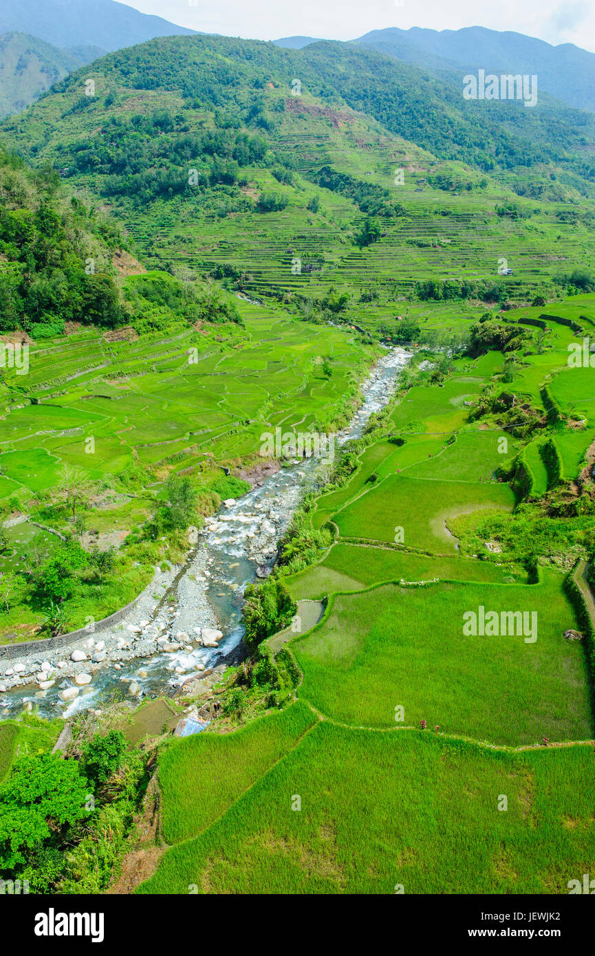 Hapao rice terraces part of the world heritage sight Banaue, Luzon ...