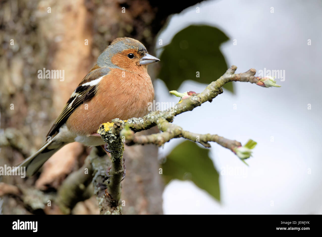 Col finch hi-res stock photography and images - Alamy