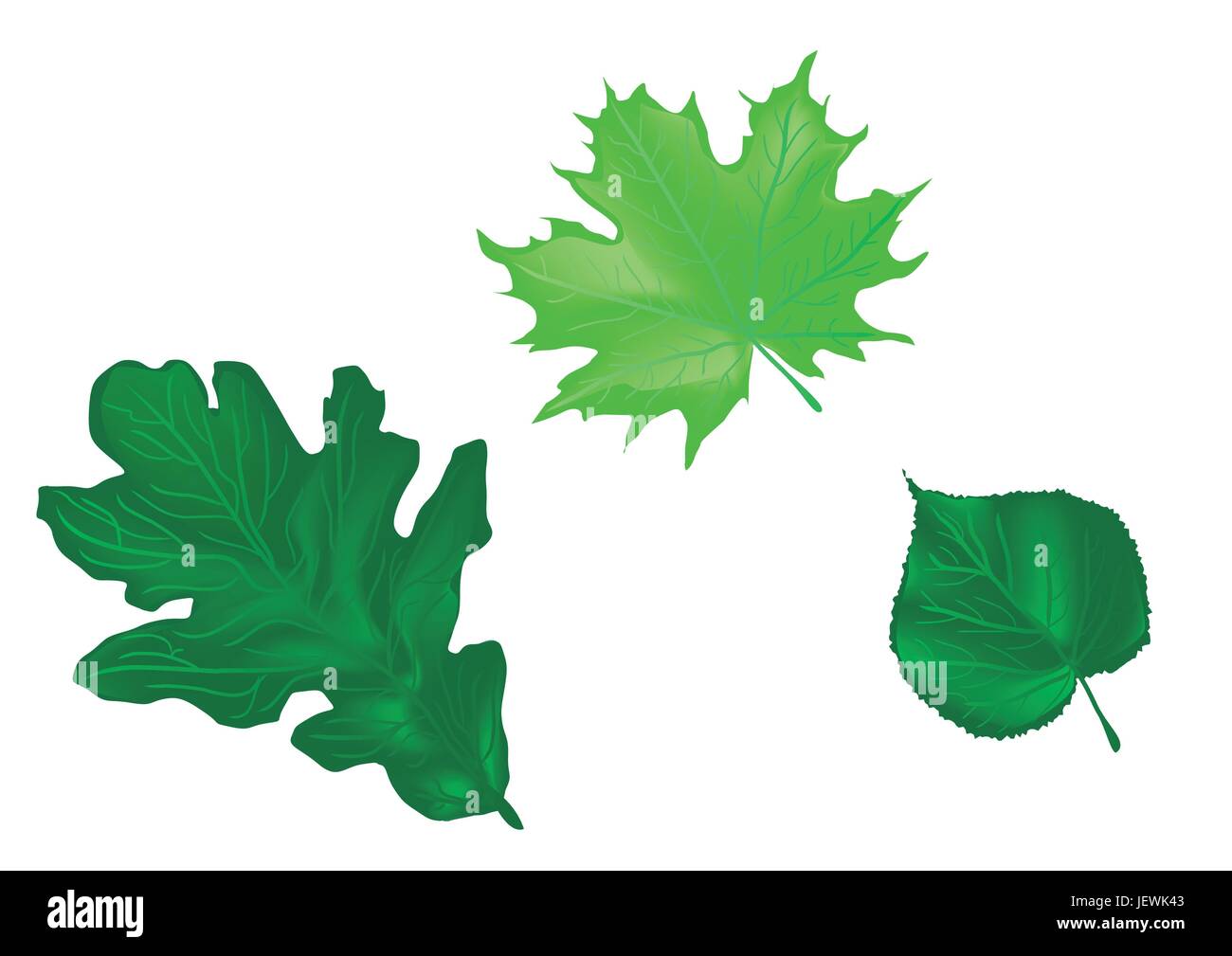 leaf, isolated, model, design, project, concept, plan, draft, tree ...